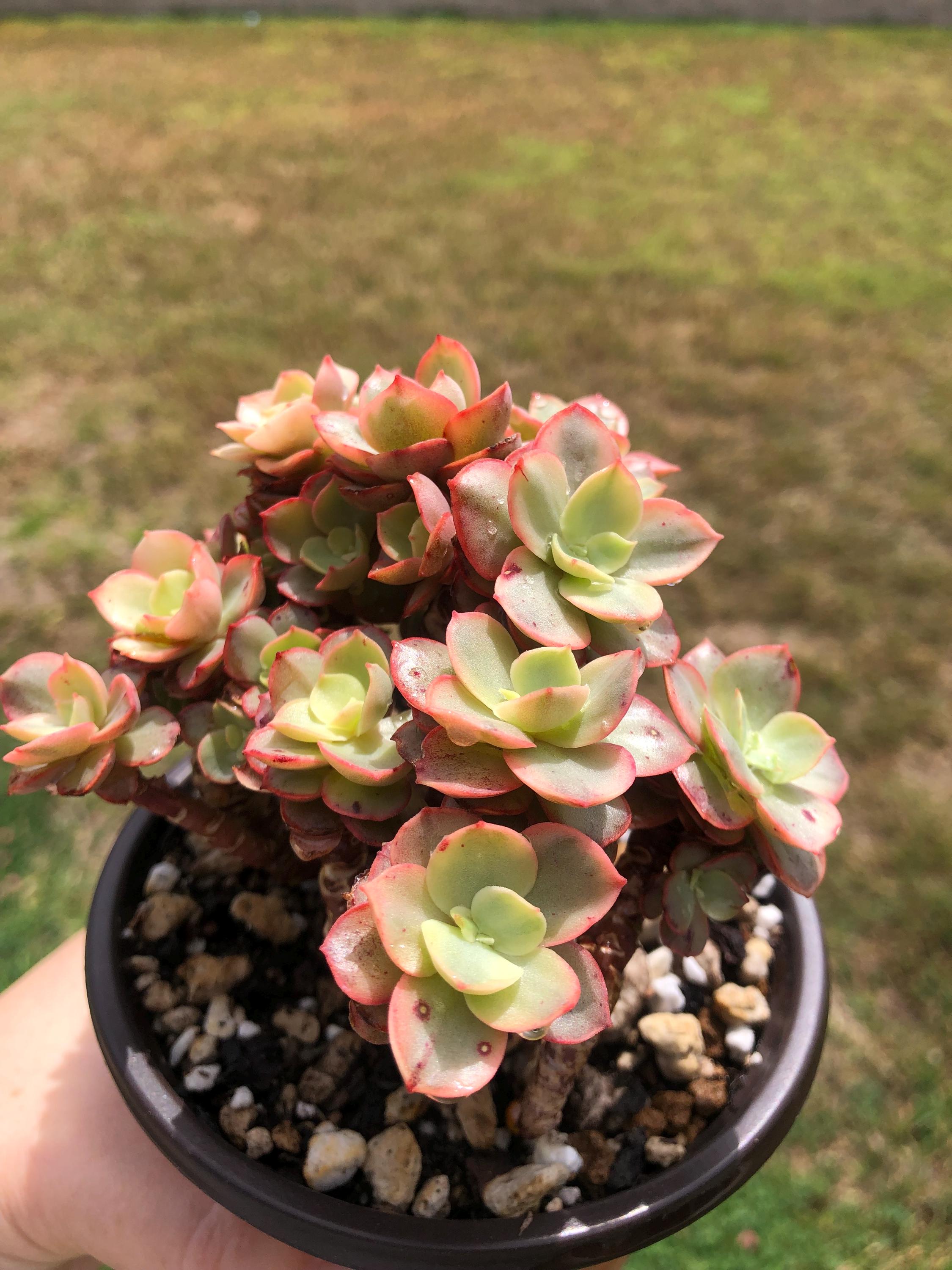 Echeveria Suyon Variegated Cluster, Imported From Korea - Etsy
