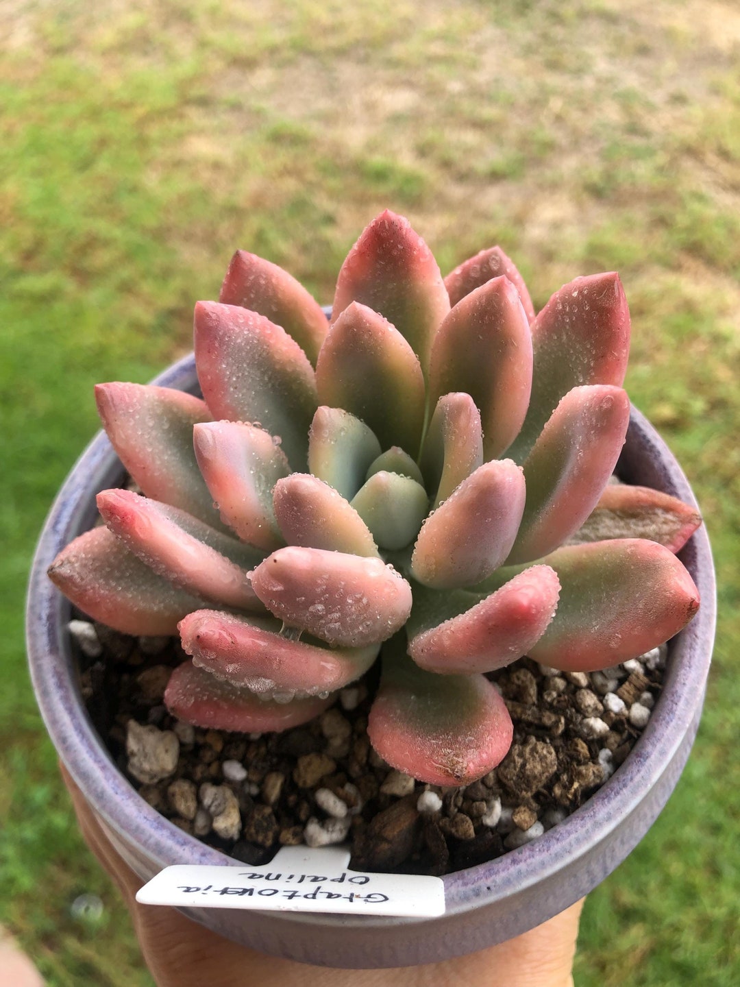 Graptoveria Opalina Variegated Succulent, Imported From Korea - Etsy