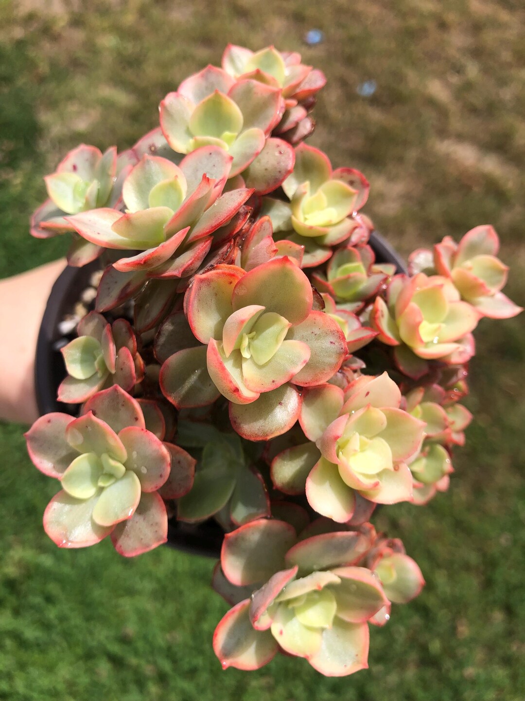 Echeveria Suyon Variegated Cluster, Imported From Korea - Etsy