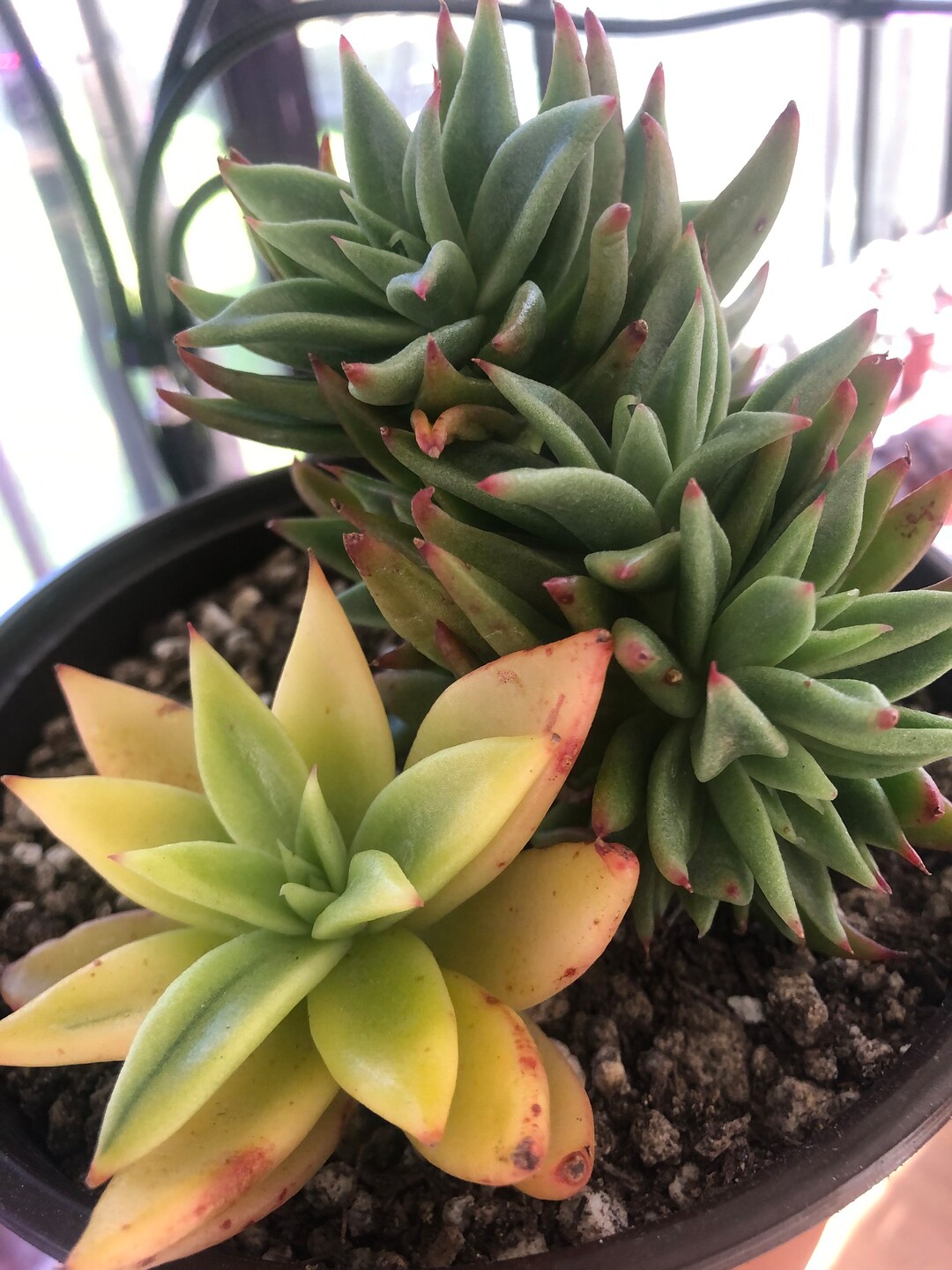 Rare Echeveria Agavoides Macabeana Variegated Crested, Imported From Korea - Etsy