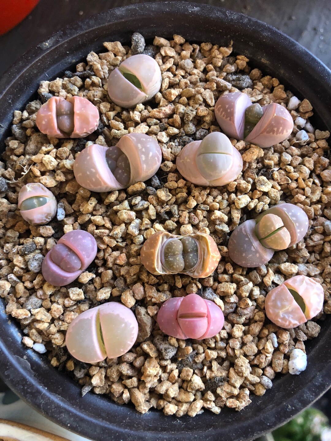 Mixed Colorful Lithops whole Pot - Etsy