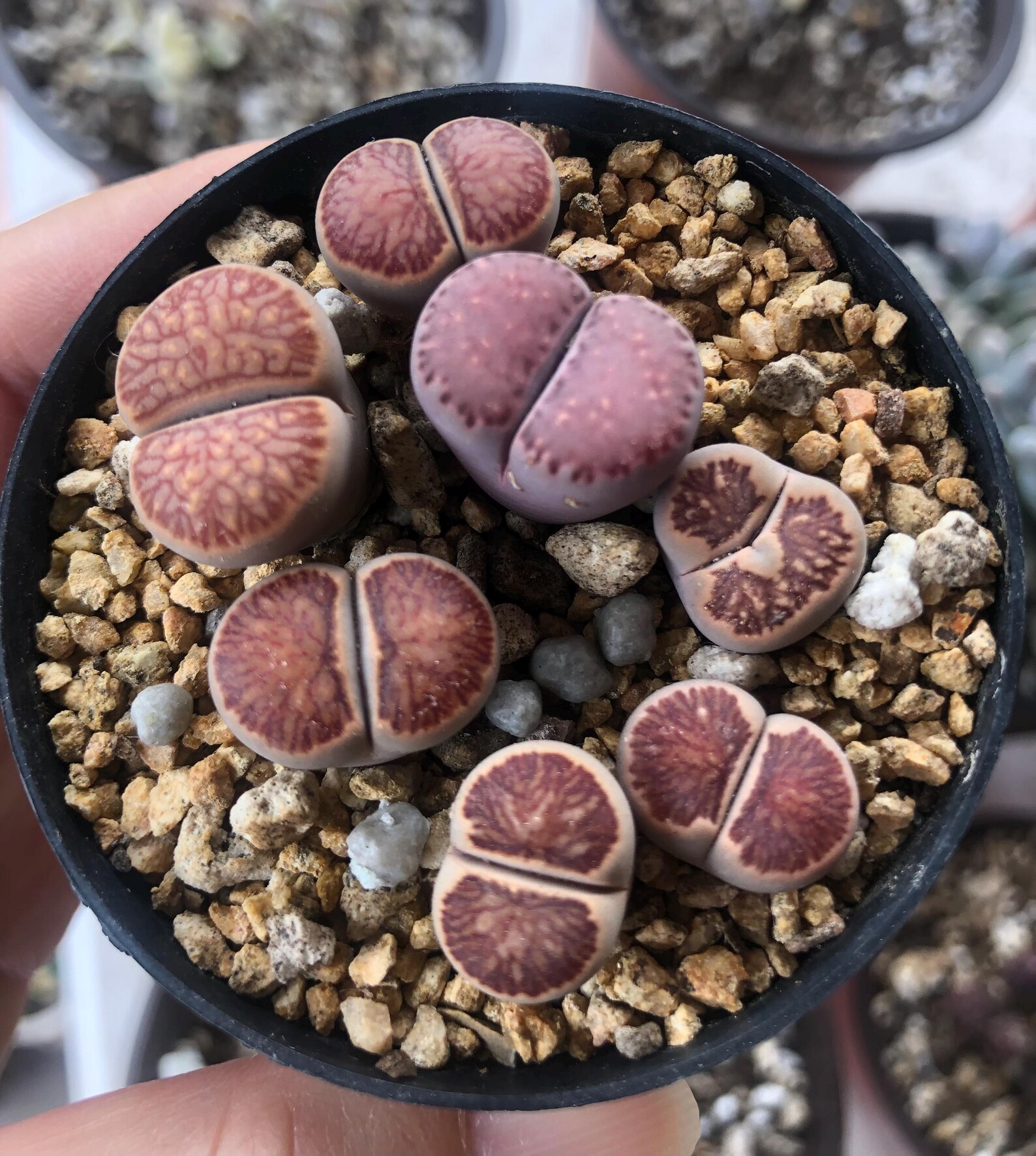 Mixed Colorful Lithops (whole Pot) - Etsy