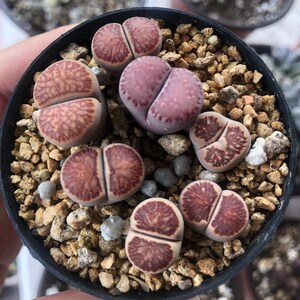 Mixed Colorful Lithops (whole Pot) - Etsy