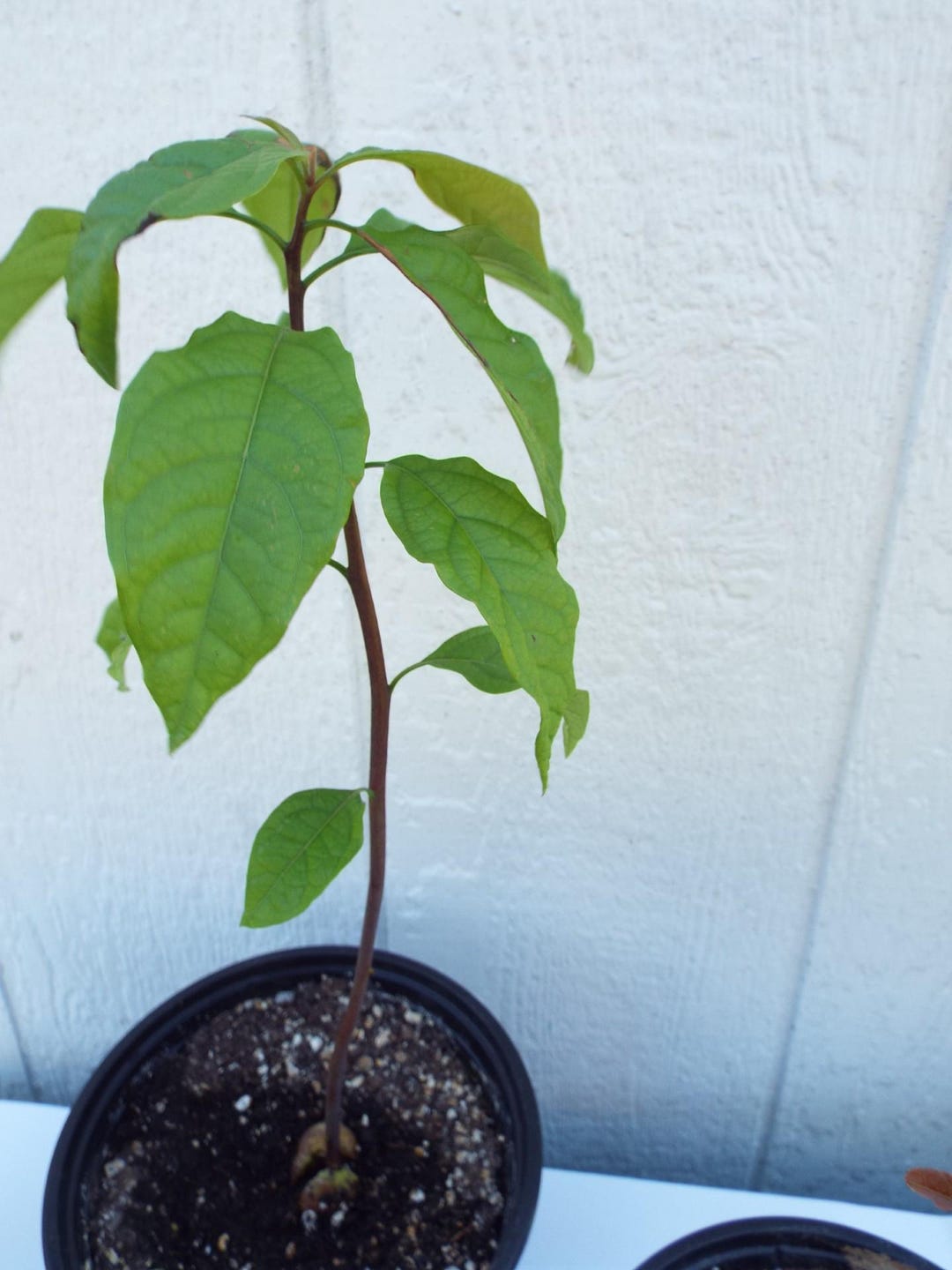 Avocado Starter Plants Tree Young Starter Avocado Seedling Plant 8 to ...