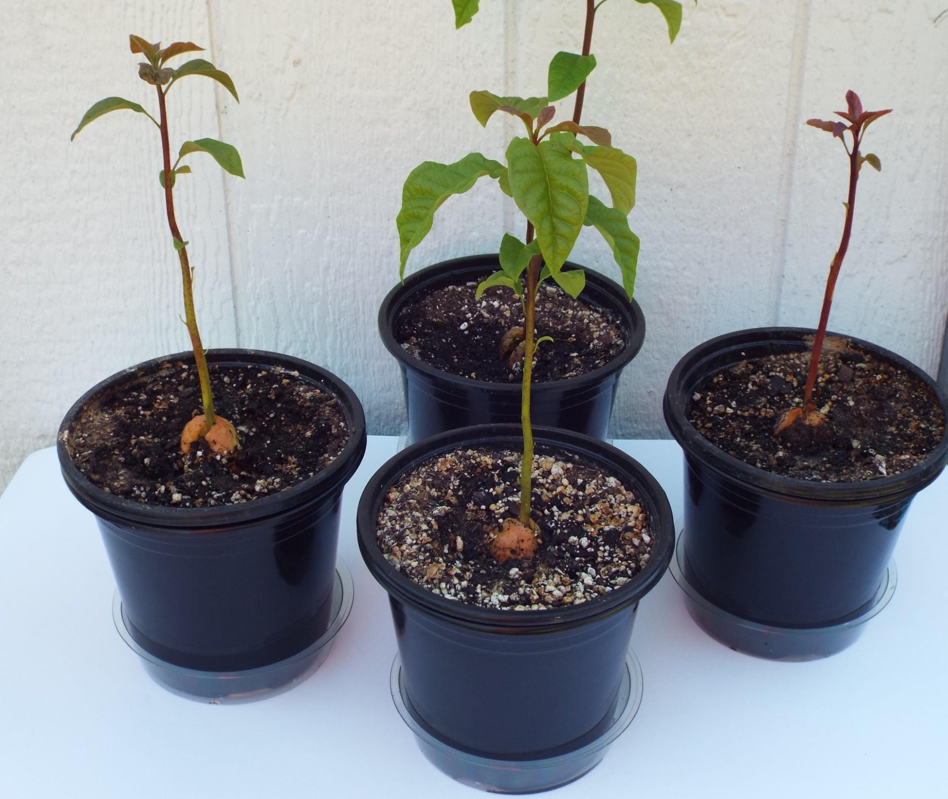Avocado Starter Plants Tree Young Starter Avocado Seedling Plant 8 to ...