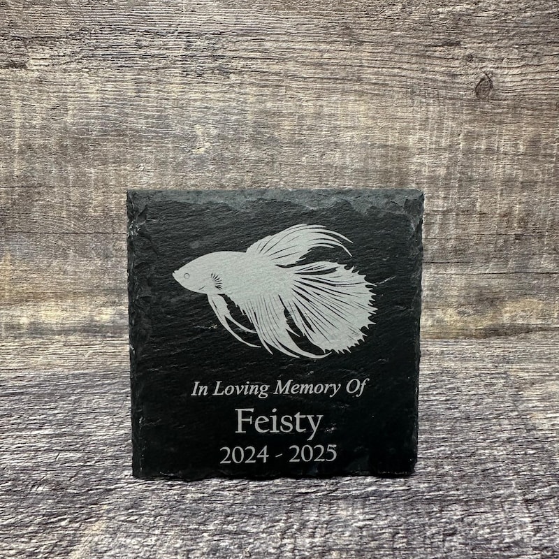 Beta Fish - Etsy