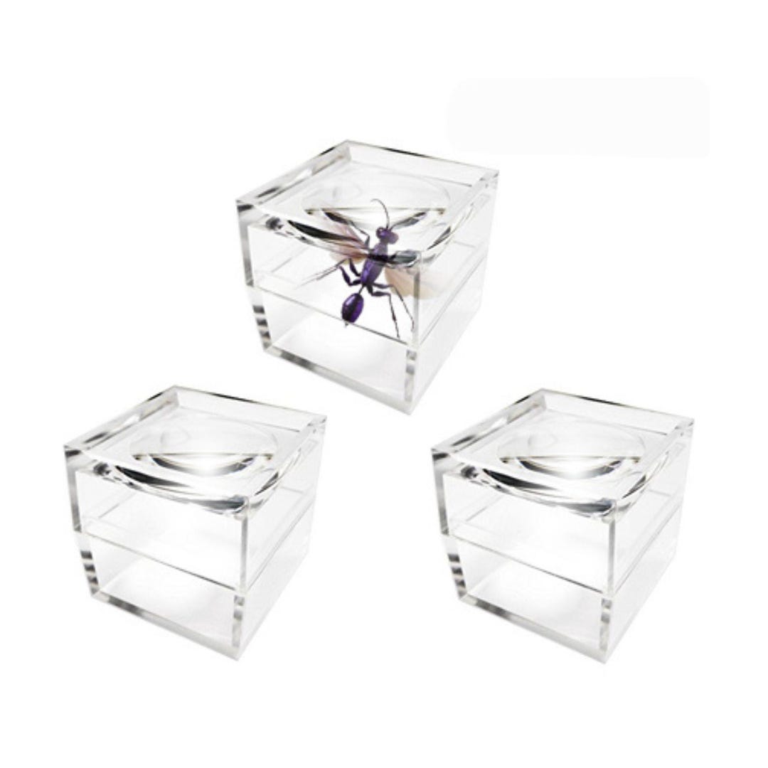Pack of 3 Magnifier Box Bug Viewer Magnifies up to 5X(500%) - Etsy