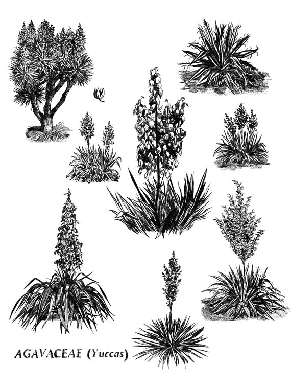 Art & Collectibles Digital Download 8x10 Art Print Yucca Plant Vintage ...