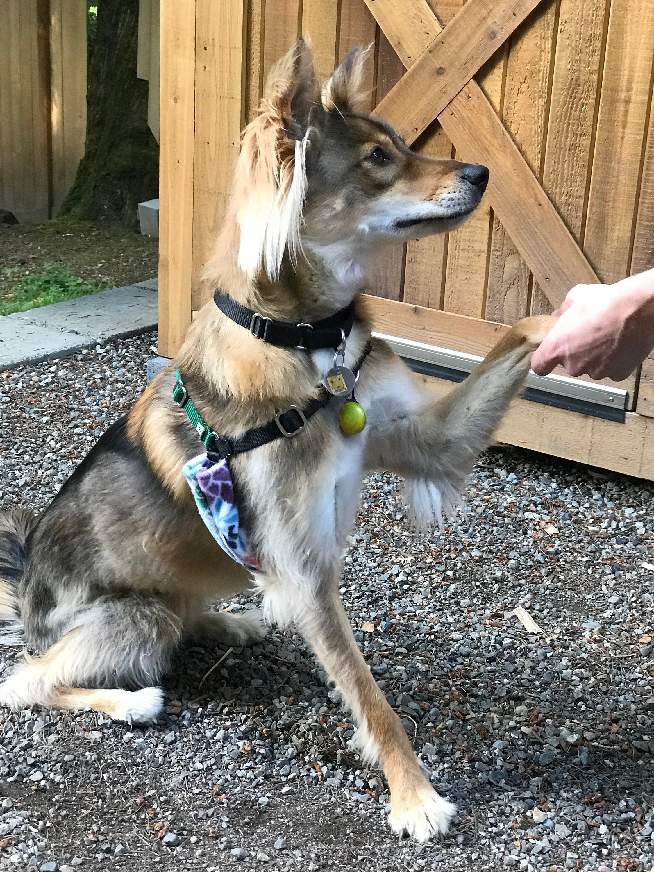 Dog Harness Padding Cover Harness Huggies Soft Fleece - Etsy