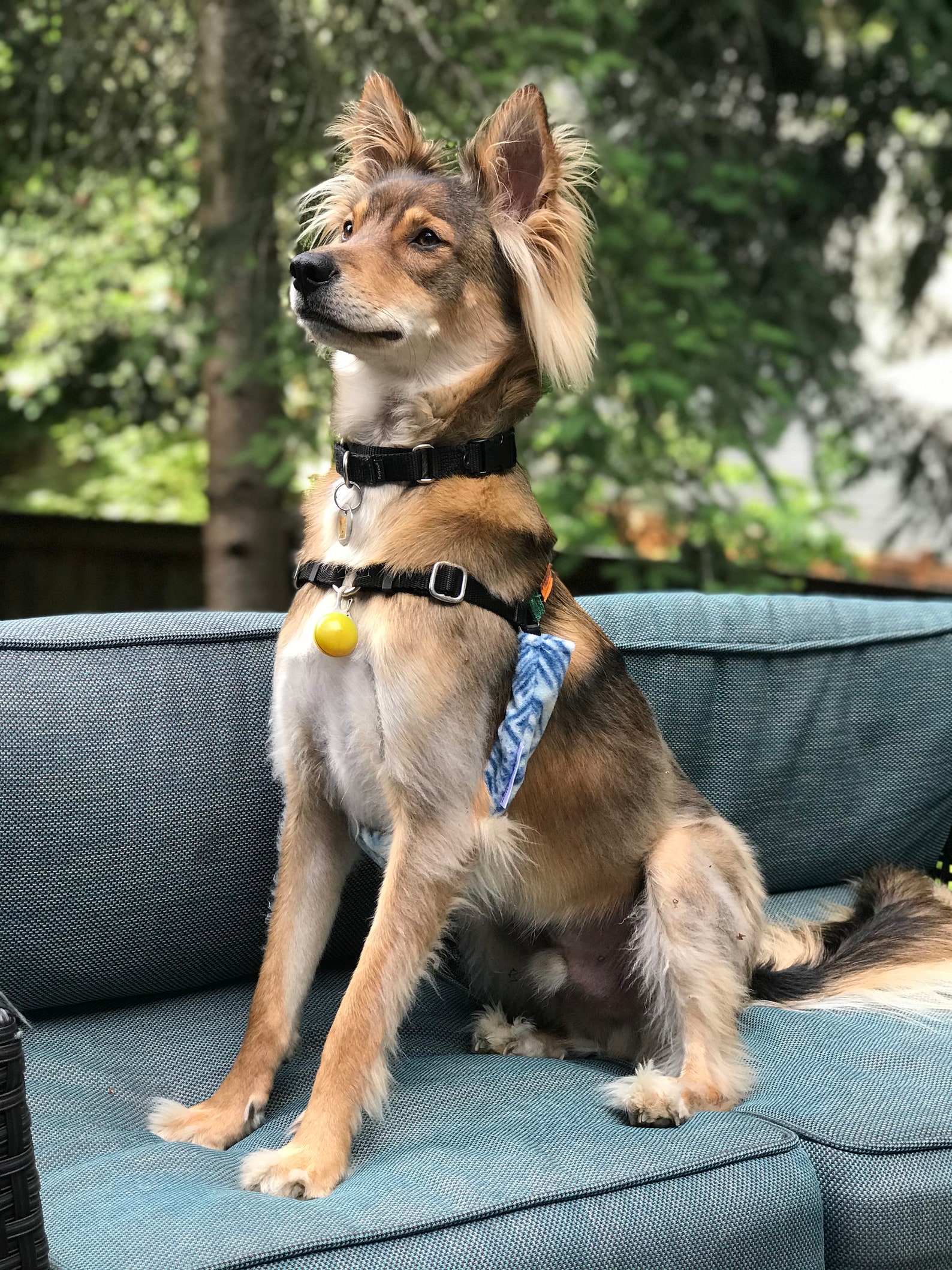 Dog Harness Padding Cover - Harness Huggies | Soft Fleece Fabric Dog ...