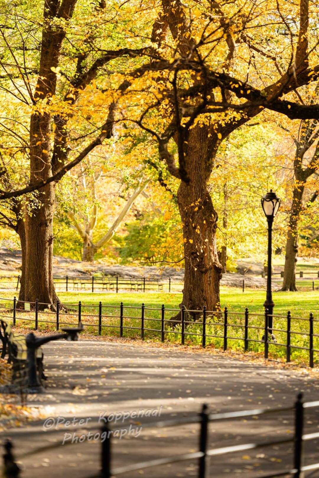 Central Park Path, Fall Foliage Walkway, Autumn Colors Mall, NYC ...