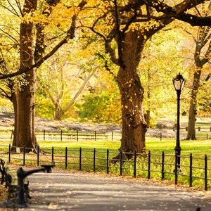Central Park Path, Fall Foliage Walkway, Autumn Colors Mall, NYC ...