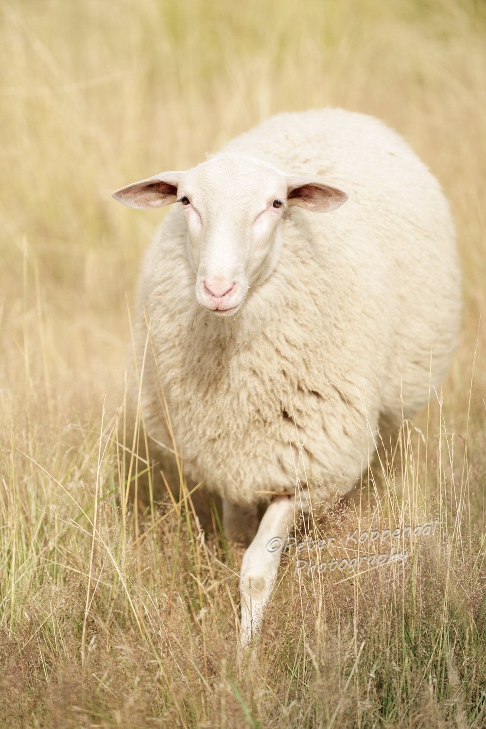 Cute Sheep Farmhouse Pictures Sheep Gifts Cute Lamb - Etsy