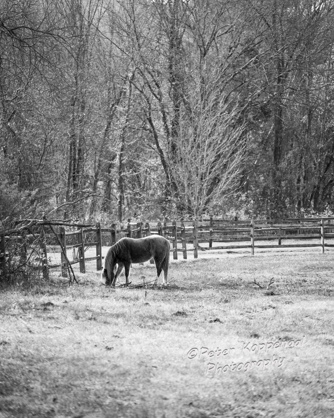 Horse Photography, Catskills, Ranch Decor, Horse Gift, Farmhouse Decor ...