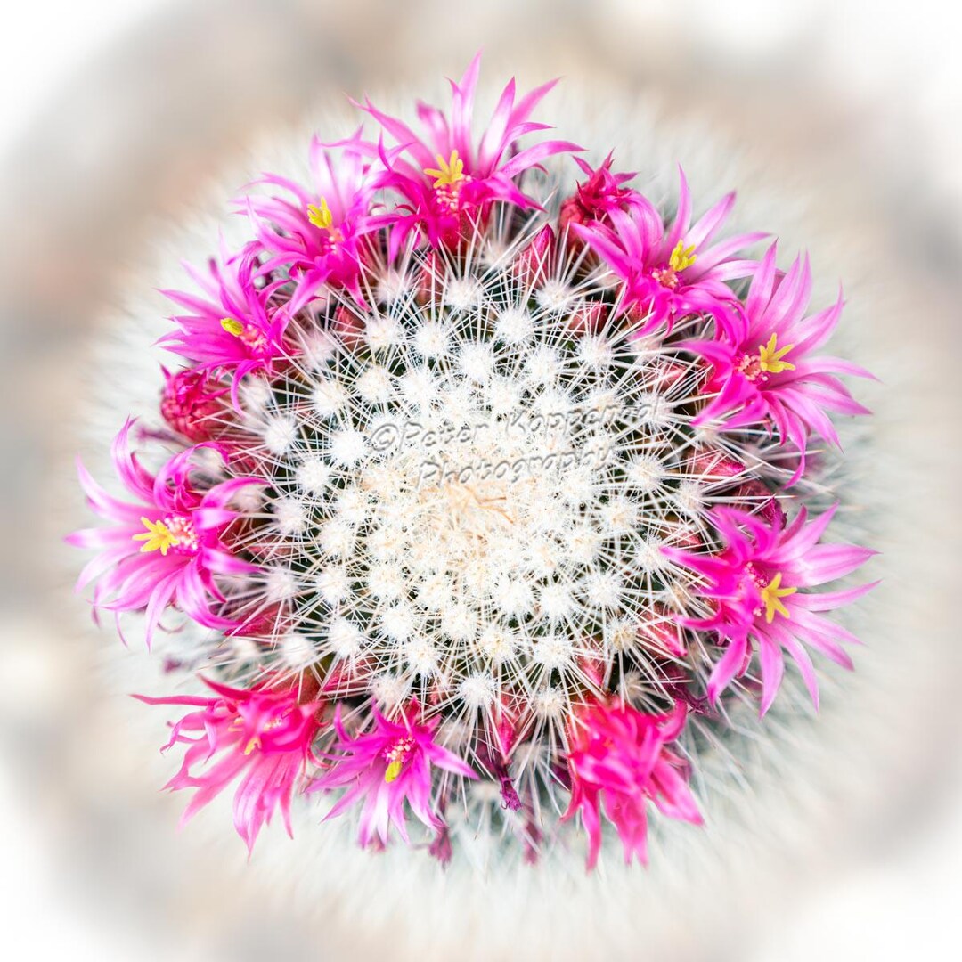 Pink Cactus Flower, Arizona Wall Art, Sonoran Desert Wall Art ...