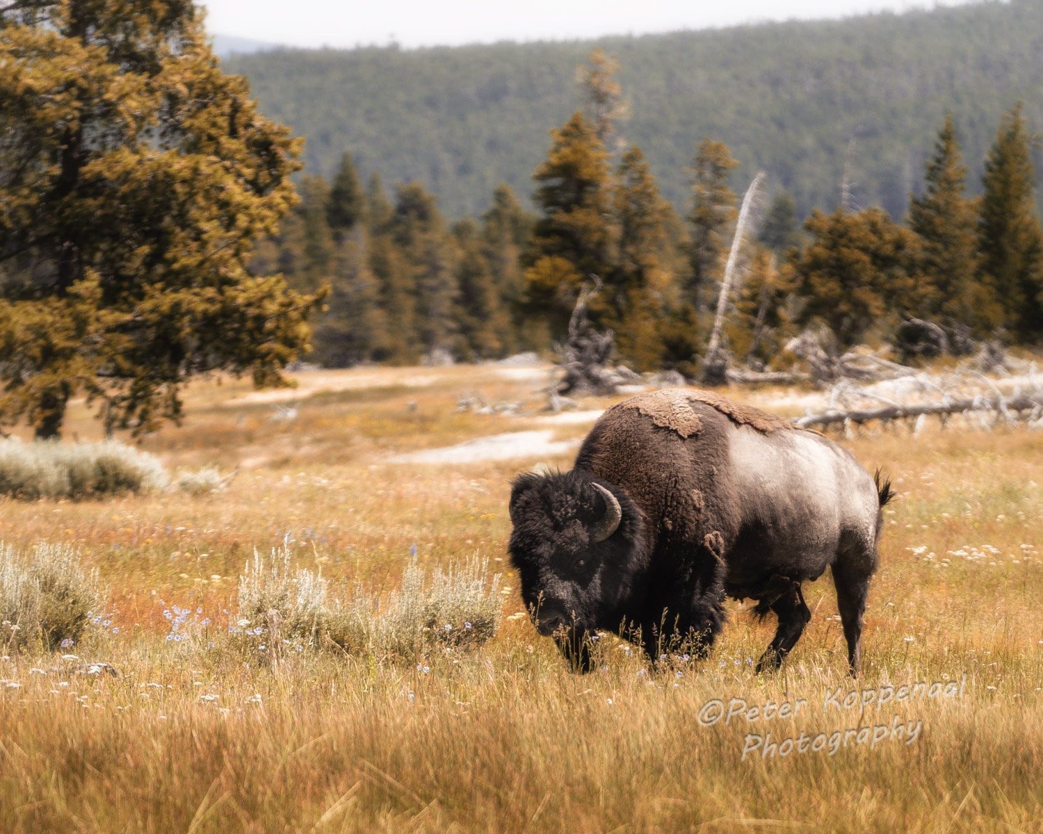American Buffalo Photo Yellowstone National Park Free Range | Etsy