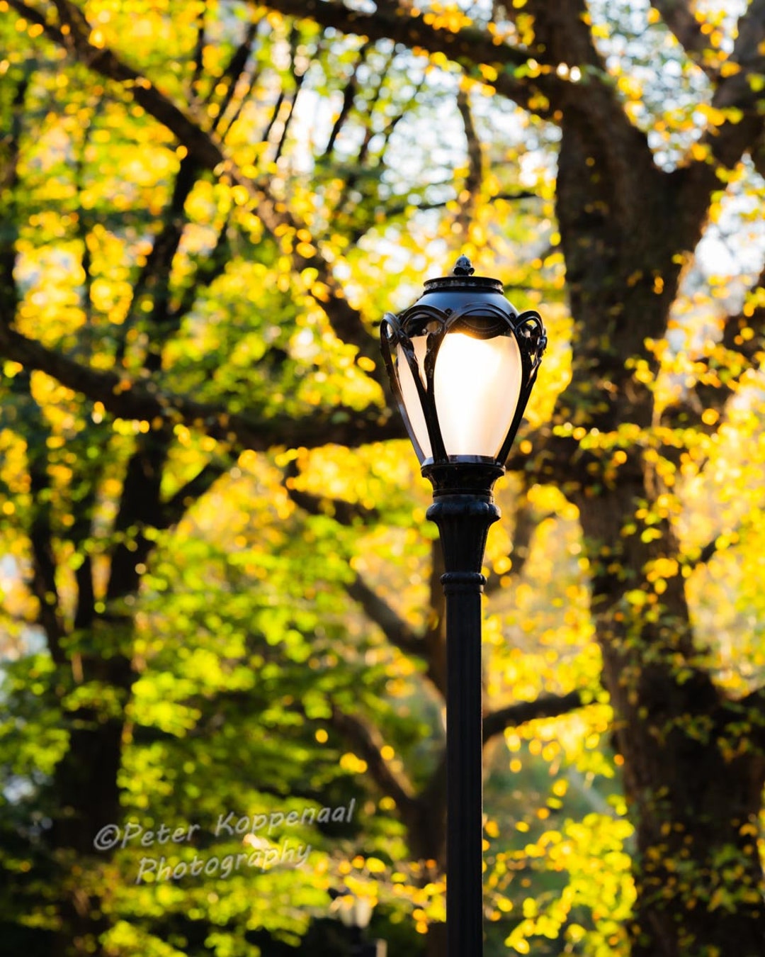 Central Park Lamp Post, Fall Colors, Fall Foliage, Autumn NYC ...