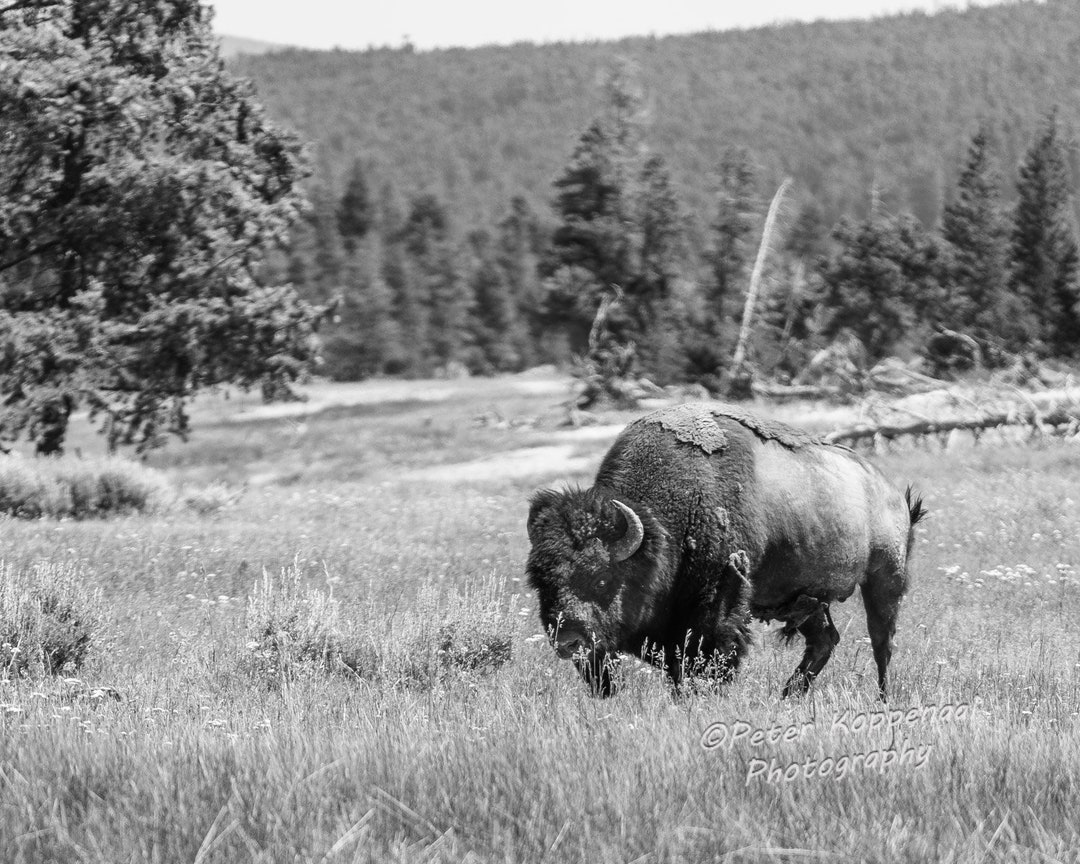 American Buffalo Photo, Yellowstone National Park Free Range Bison ...