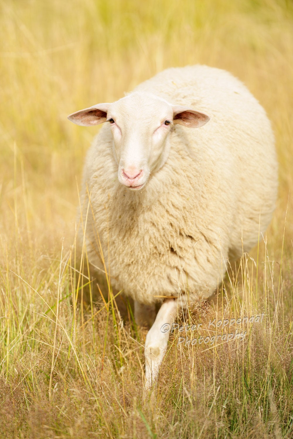 Cute Sheep, Farmhouse Pictures, Sheep Gifts, Cute Lamb, Country Photo ...