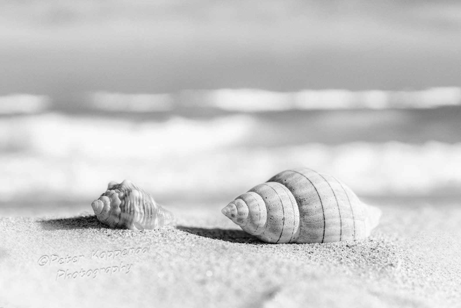 Sanibel Island Shell Photo, Conch Tulip Shell, Florida Gulf Beach House ...