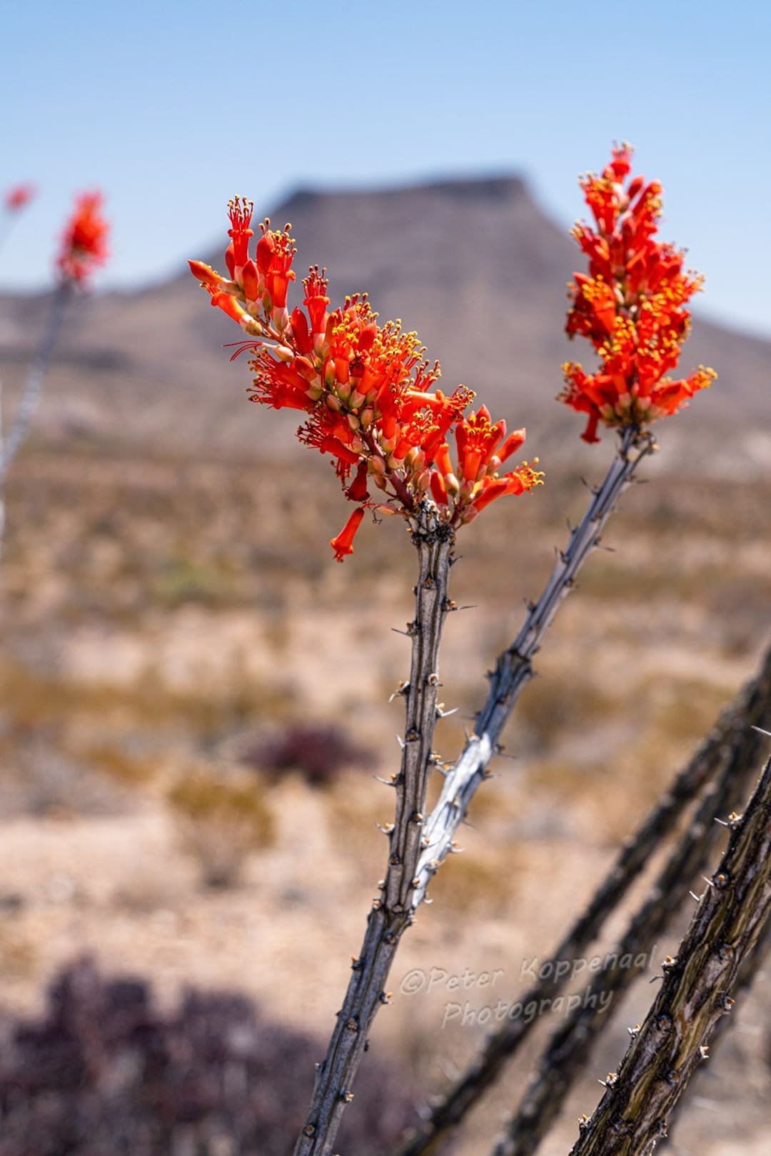 Texas Wall Art, Ocotillo Flower, Red Ocotillo, Southwest Decor, Desert ...