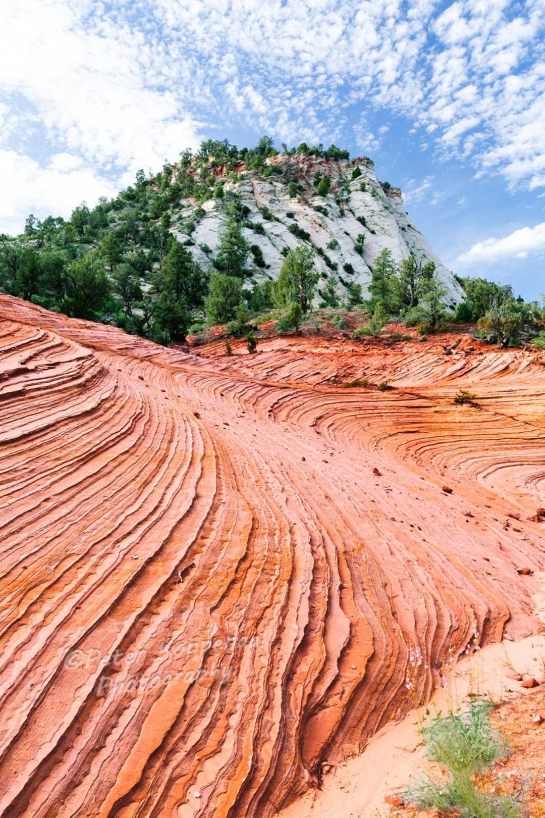 Utah Red Rock Wave, Zion National Park, Southwest Decor, Utah Wall Art ...