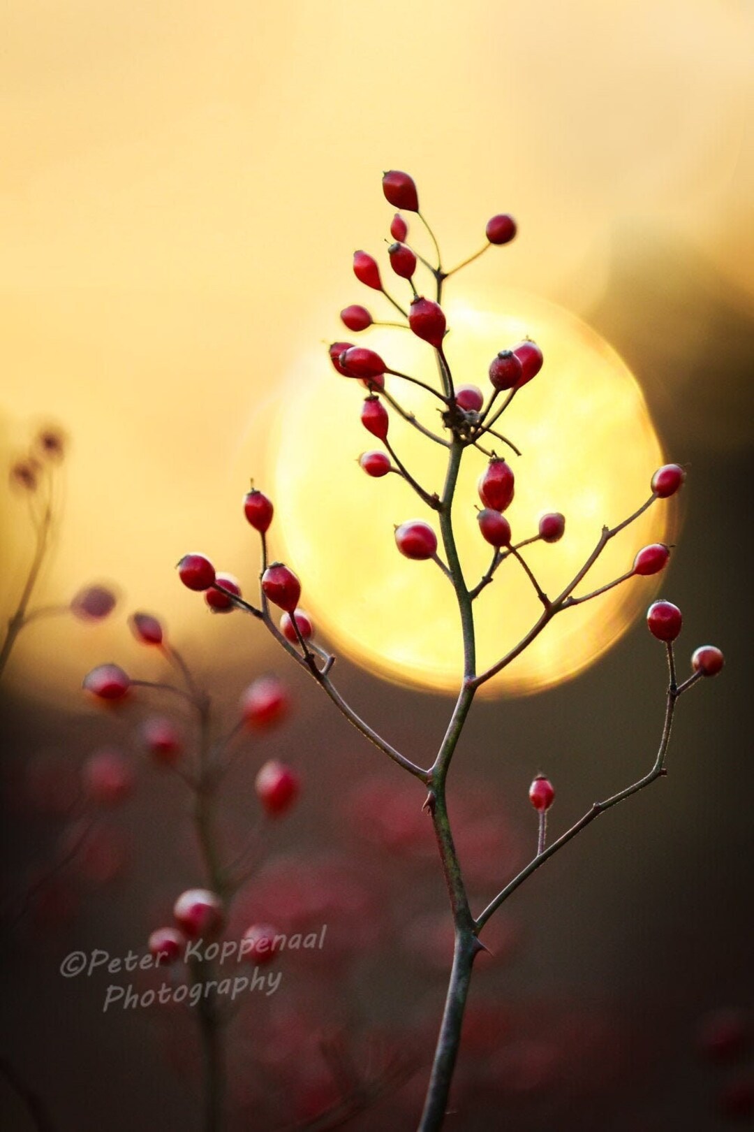Red Berry Sunrise Print, Nature Fine Art Photography, Sunset, BOHO ...