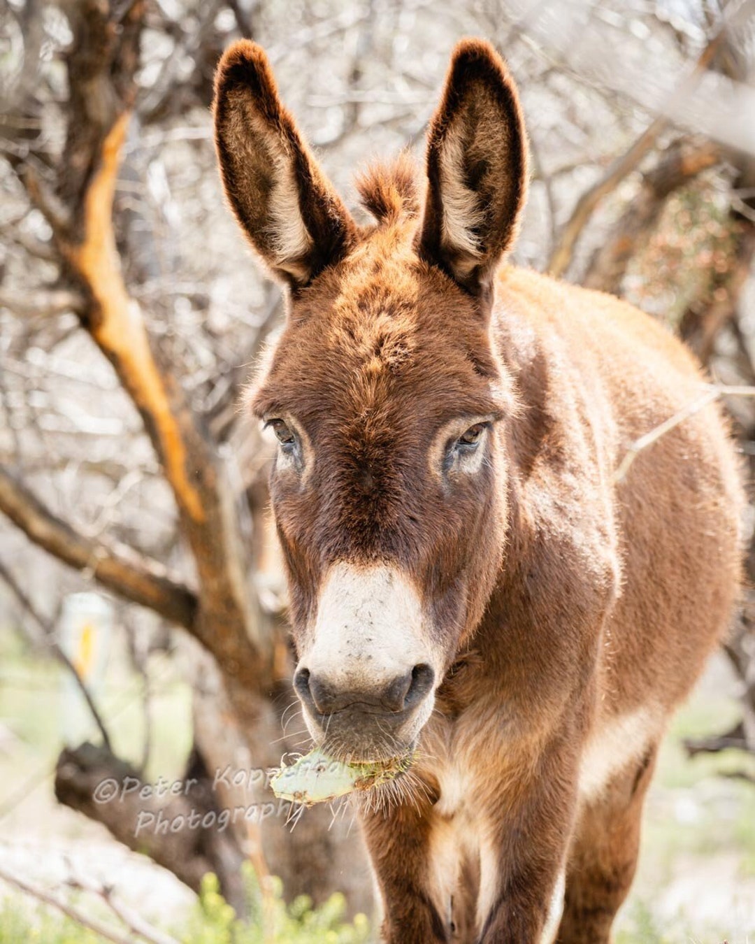Arizona Donkey Eating Cactus Print, Friendly Burro Wall Decor ...