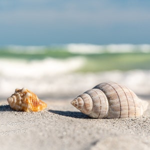 Sanibel Island Shell Photo, Conch Tulip Shell, Florida Gulf Beach House ...