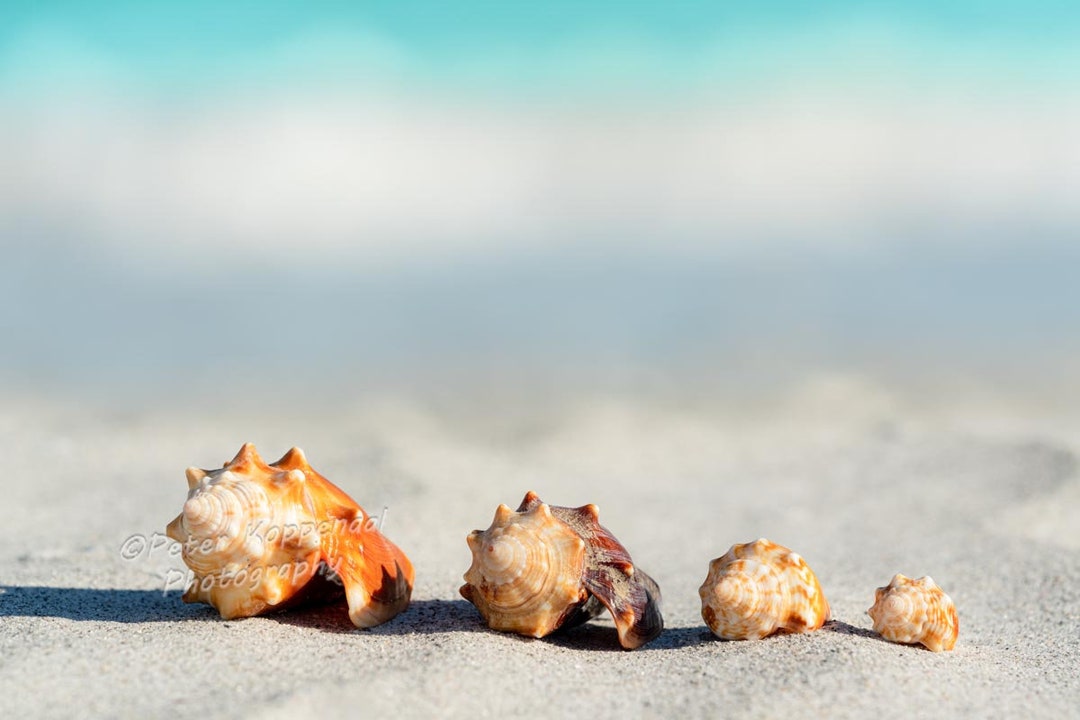 Family of Four Seashell Print, Seashell Wall Art, Seashell Photography ...