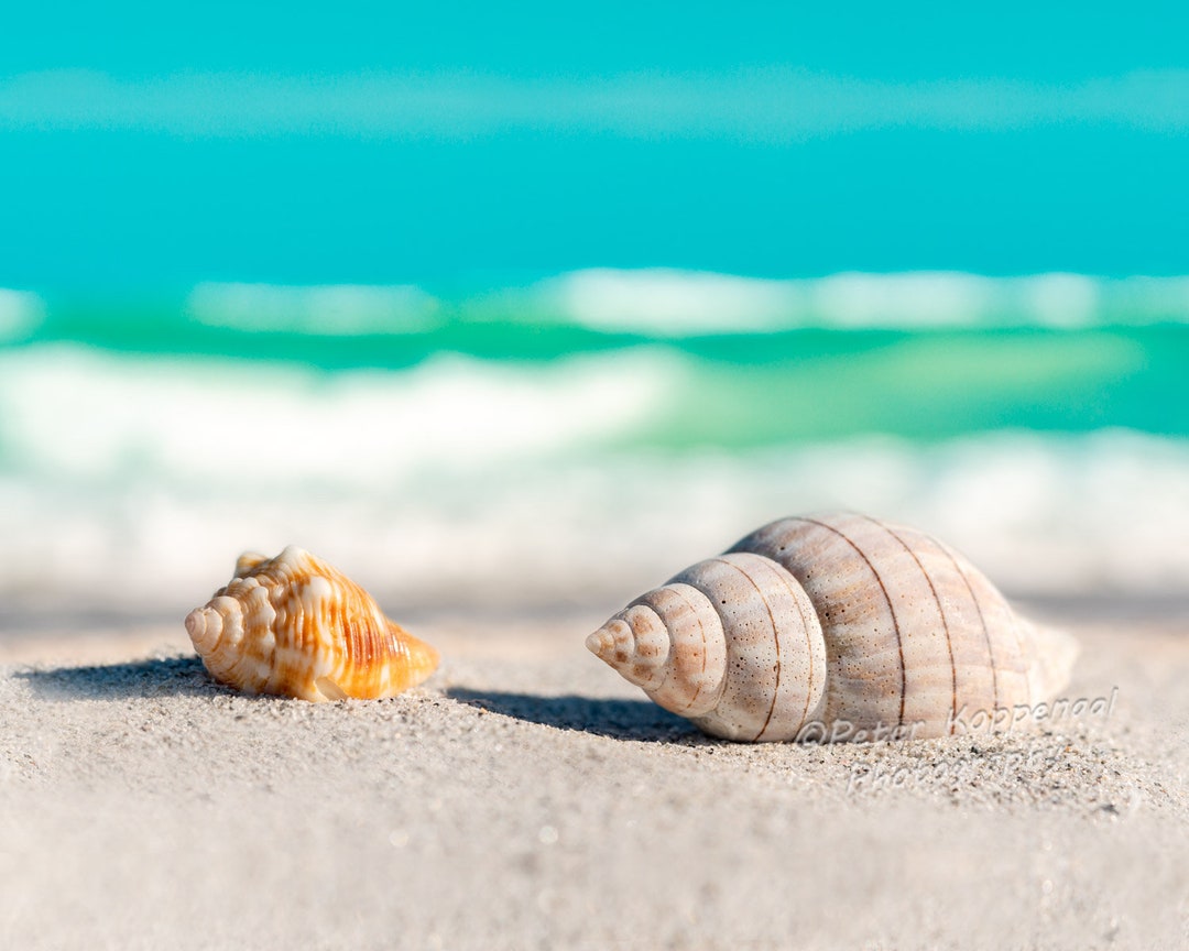 Sanibel Island Seashell Wall Art, Beach Wall Art, Conch Shell, Tulip ...