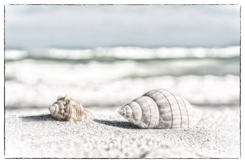 Sanibel Island Shell Photo Conch Tulip Shell Florida Gulf - Etsy