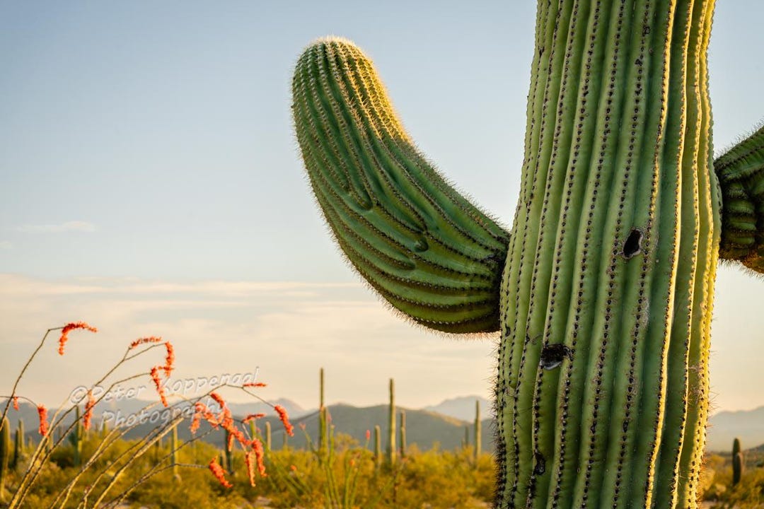 Saguaro Cactus Sunset, Arizona Wall Art, Sonoran Desert, Southwest ...