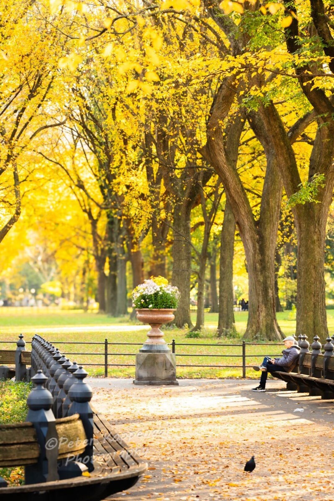 Central Park Poet's Walk, Fall Foliage Autumn Colors Mall, NYC ...