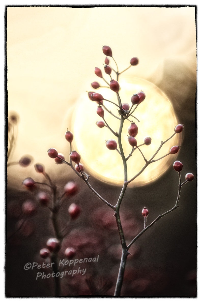 Red Berry Sunrise Print, Nature Fine Art Photography, Sunset, BOHO ...