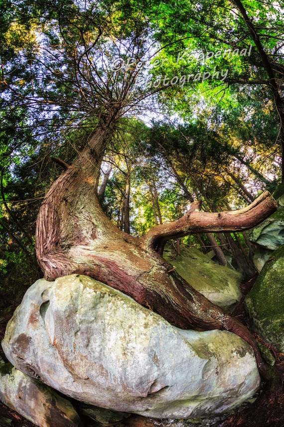 Rainforest Tree of Life Print Pacific Northwest Nature Fine - Etsy Canada