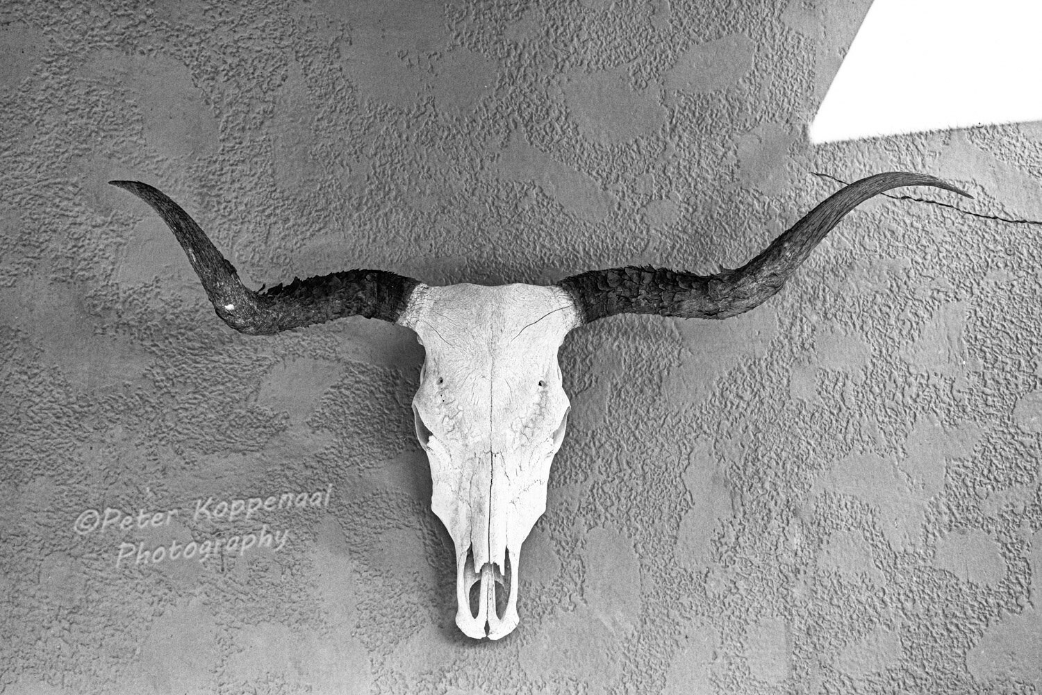 Texas Longhorn Photography Longhorn Skull Wall Decor - Etsy