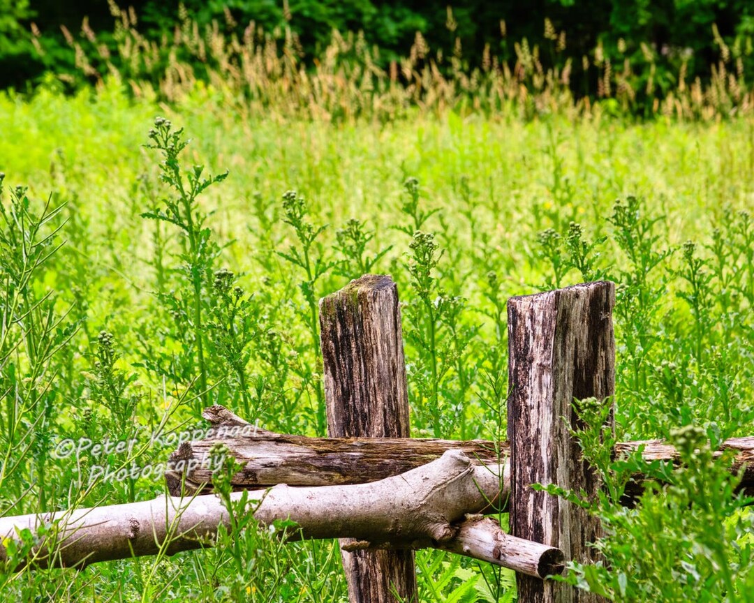Country Fence and Pasture, Fence Posts and Field, Williamstown Wall Art ...