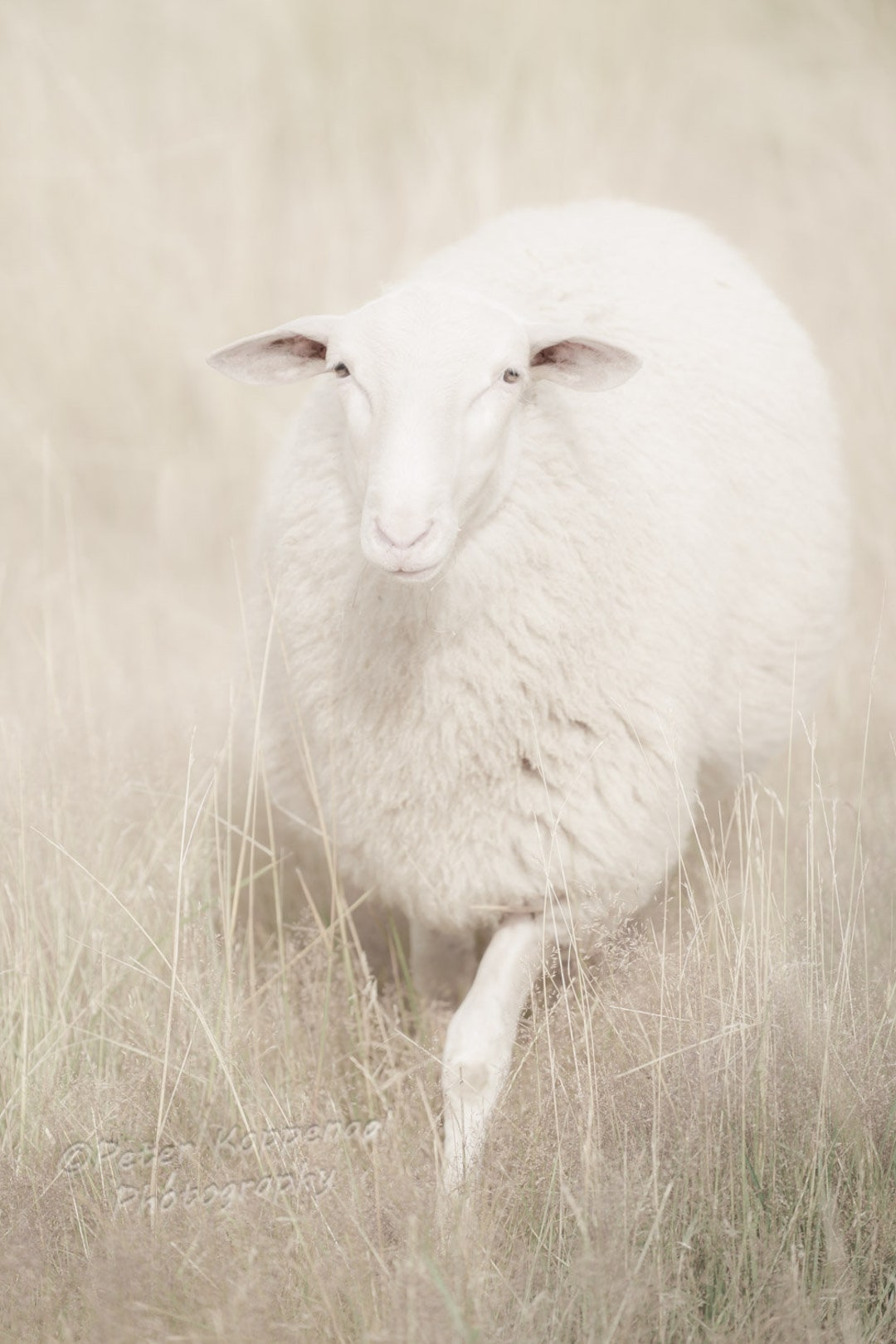 Cute Sheep, Farmhouse Pictures, Sheep Gifts, Cute Lamb, Country Photo ...