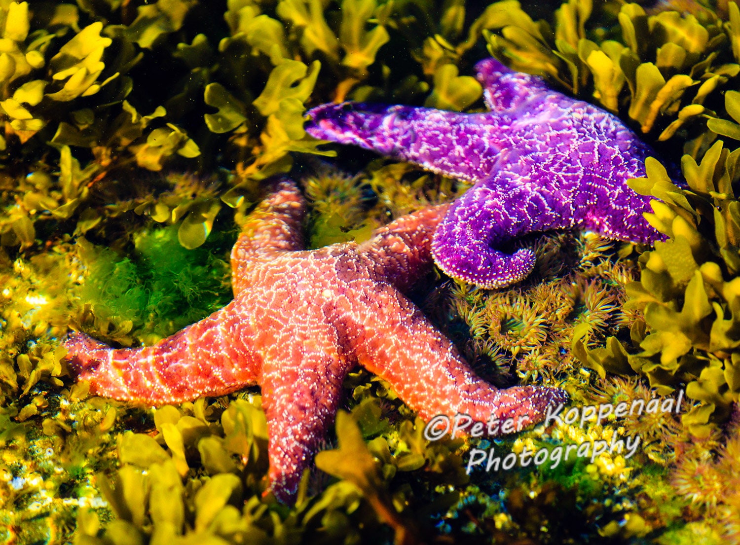 Purple Starfish Art