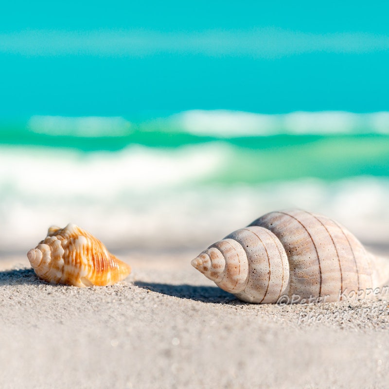 Sanibel Island Shell Art - Etsy