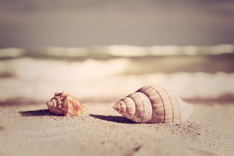 Sanibel Island Shell Photo Conch Tulip Shell Florida Gulf - Etsy
