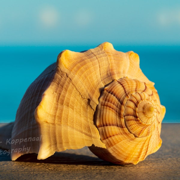 Seashell Photography - Etsy