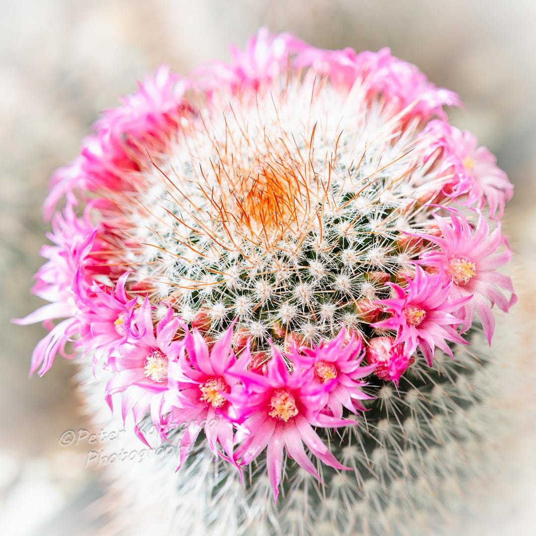 Pink Cactus Flower, Arizona Wall Art, Sonoran Desert Wall Art ...