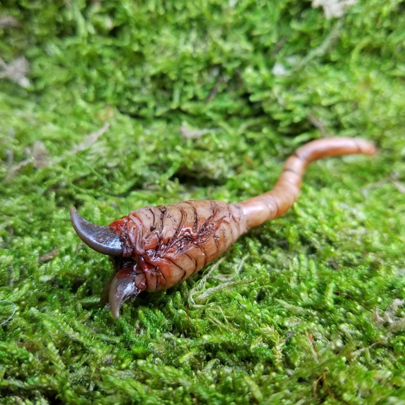 Parasitic Worm From Werewolf Heart and Lungs Odd Specimen | Etsy