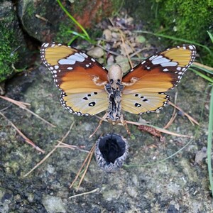 Monarch Mimic Supernatural Creature Weird Taxidermy of a Dead Fairy Now ...
