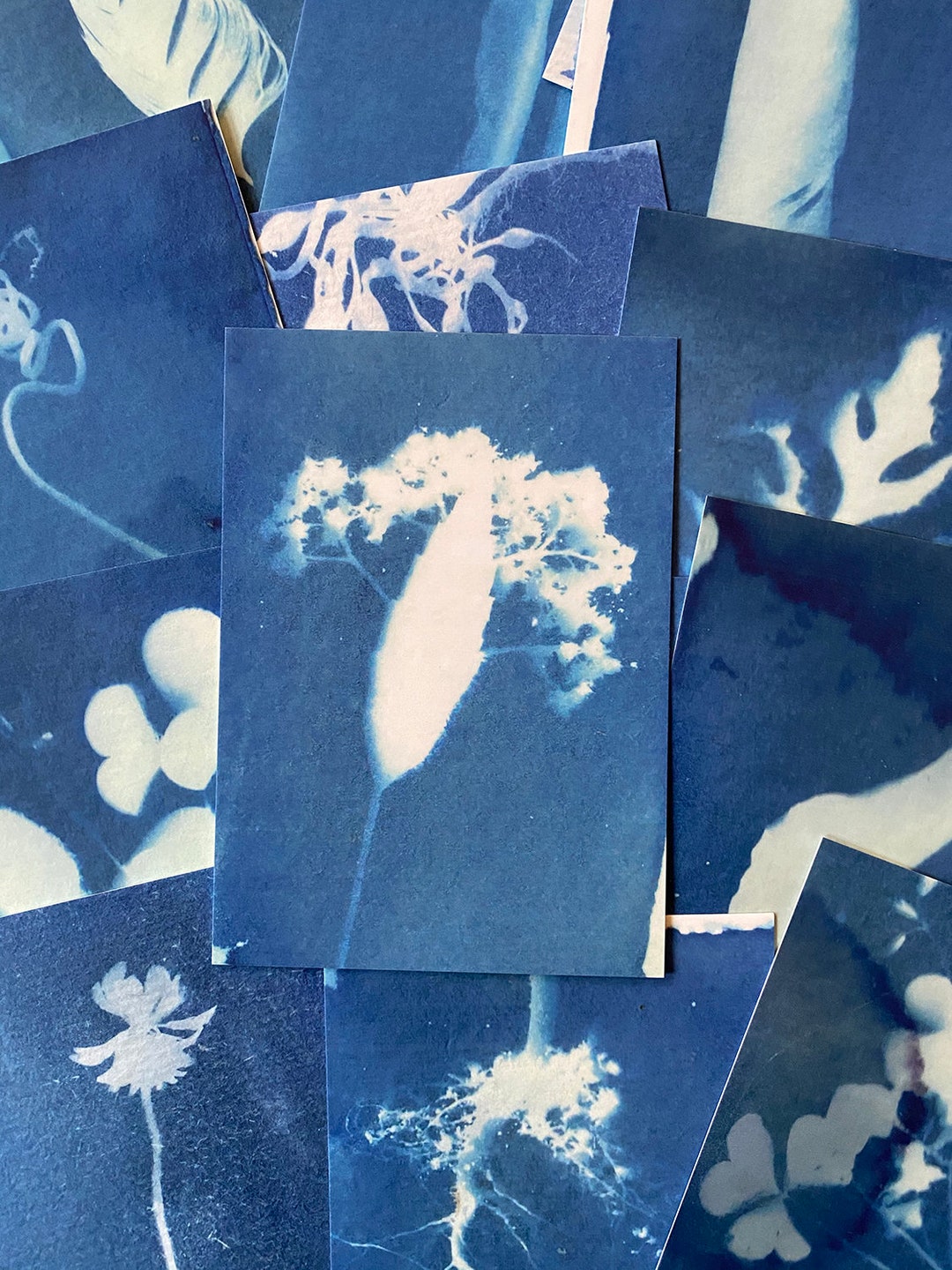 Cyanotype Postcard Multipack - Etsy