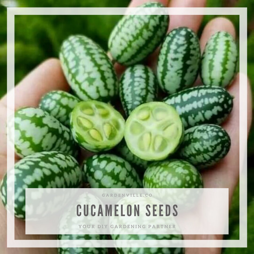 Seeds & Seed Bombs Outdoor & Gardening WFH hobbies Cucamelon Melothria ...