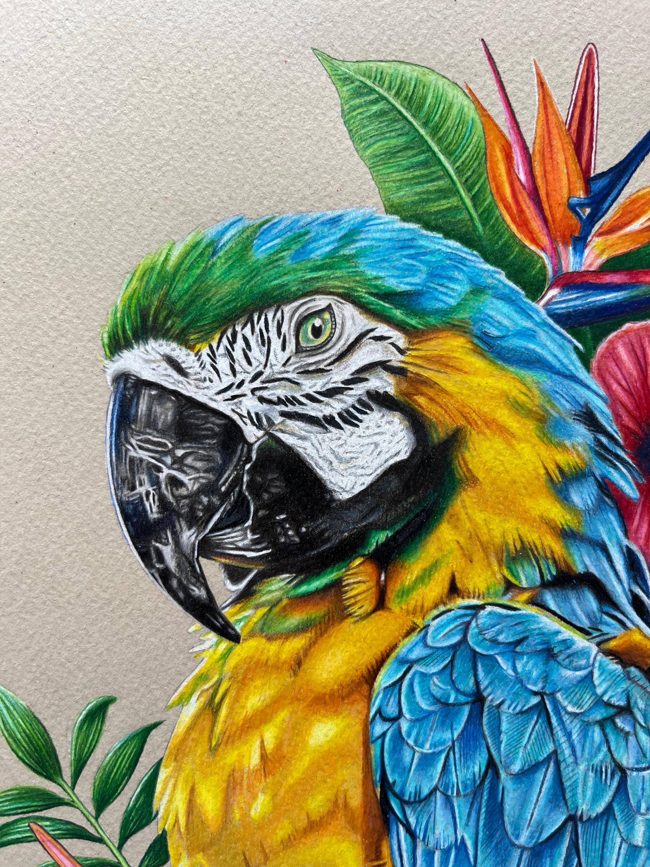 Original Drawing, Blue and Yellow Macaw, Original Art, Macaw Artwork ...