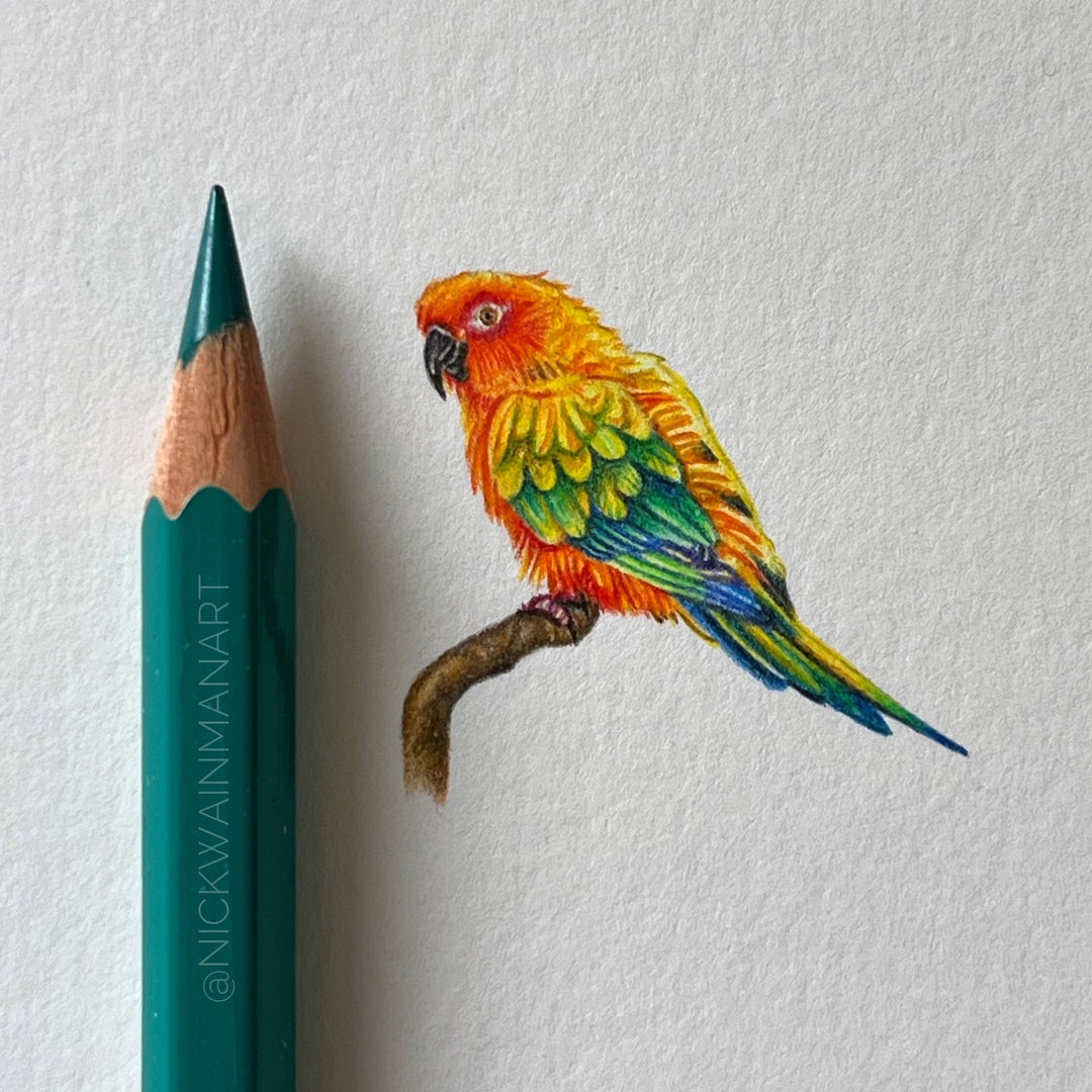 Sun Conure, Aratinga Solstitialis, Original Drawing, Miniature Drawing ...